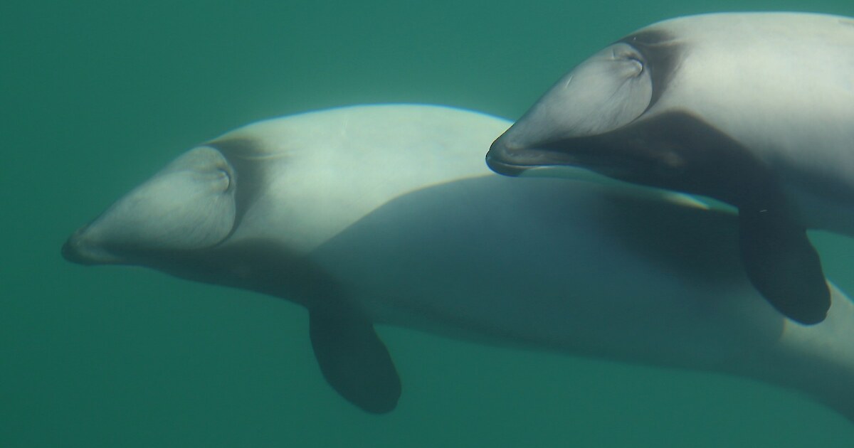 About Māui and Hector’s dolphins • Māui and Hector’s Dolphin Defenders