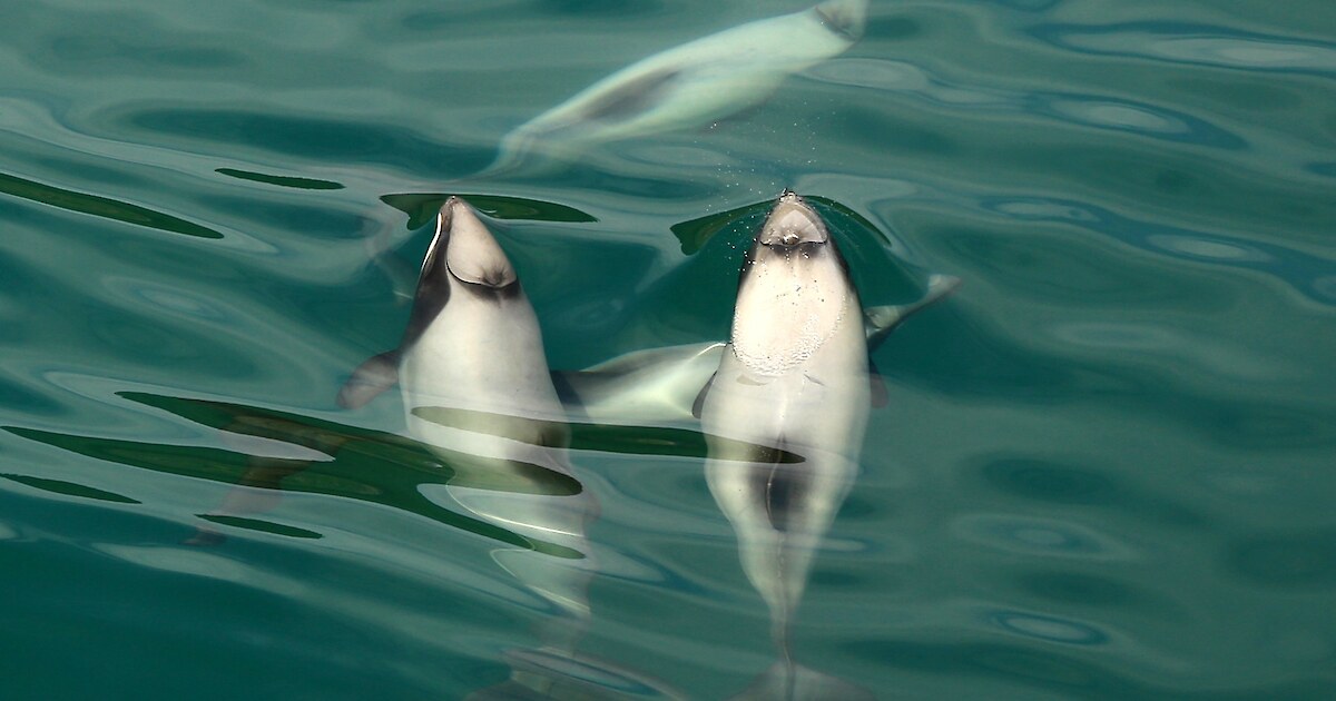 Donate • Māui and Hector’s Dolphin Defenders