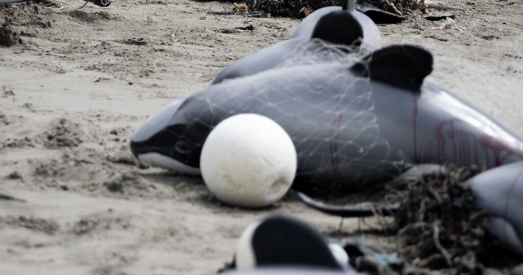 Hector’s dolphins at New Brighton Beach - dead and alive • Māui and ...